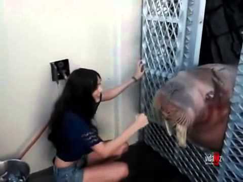 Çapkın Deniz Aslanı kızı öpüyor