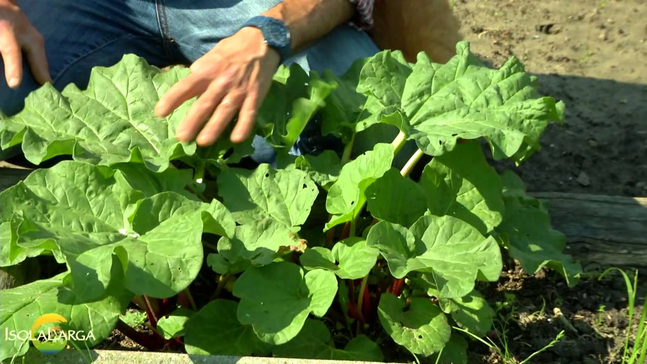 Rabarbaro officinalis - YouTube