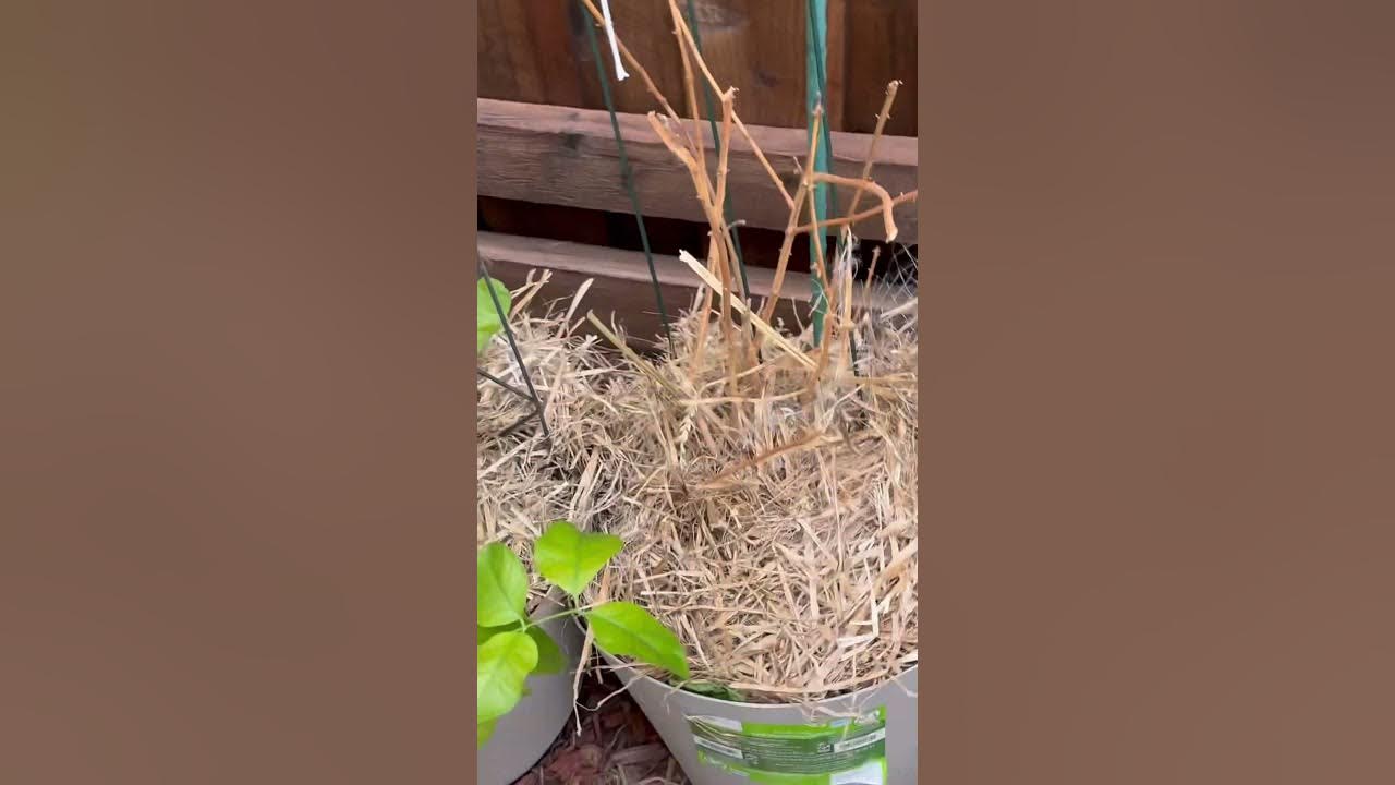 Winter Weather Plant Protection   In Tamil   #shorts - Youtube