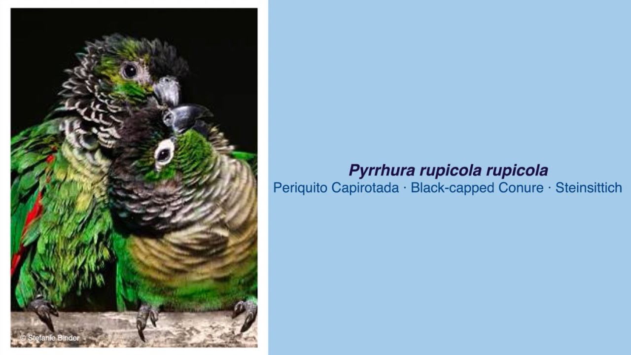 Video Encyclopedia of Parrot Species - #241 Pyrrhura rupicola rupicola ...