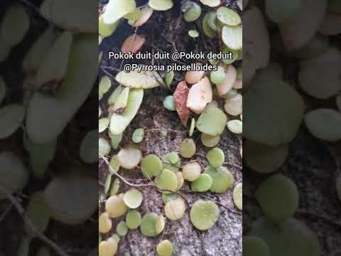 Pokok duit-duit @Pokok deduit @Pyrrosia piloselloides - YouTube