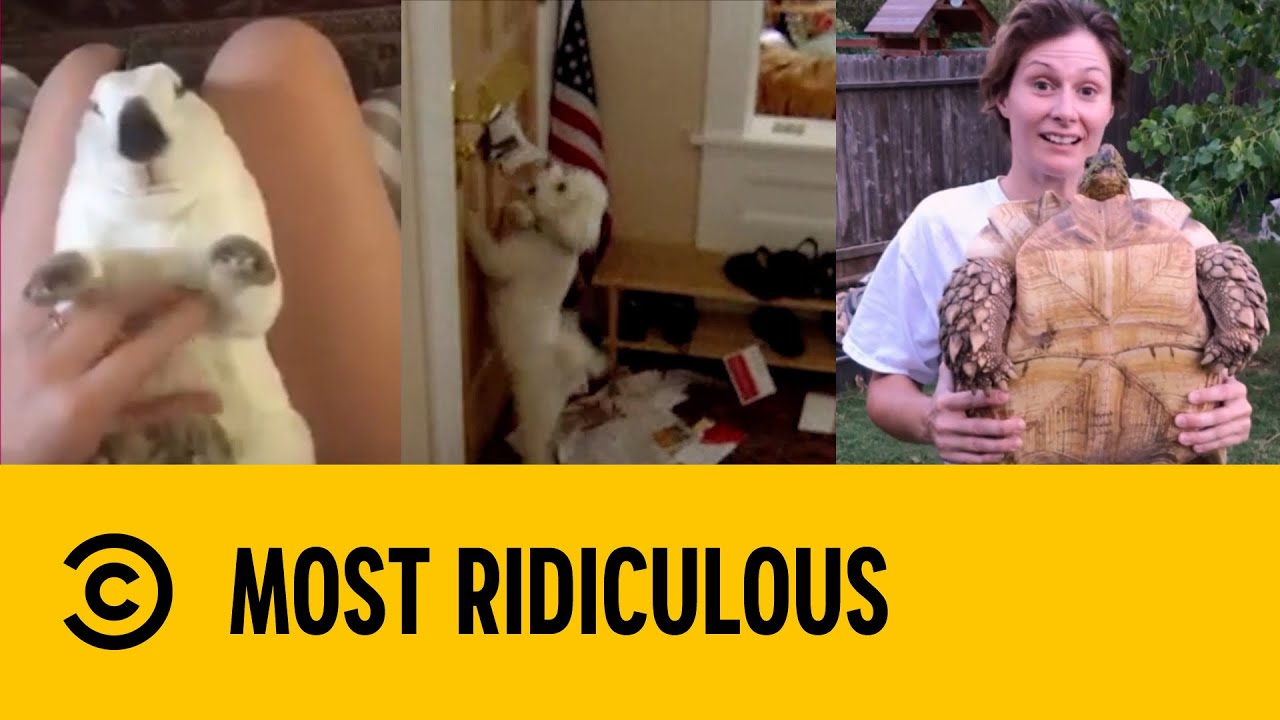 Pesky Pets | Most Ridiculous - YouTube