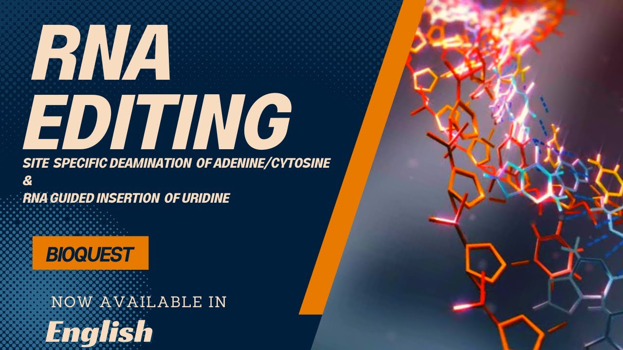 RNA Editing | English | Site Specific Deamination & RNA guided Uridine ...