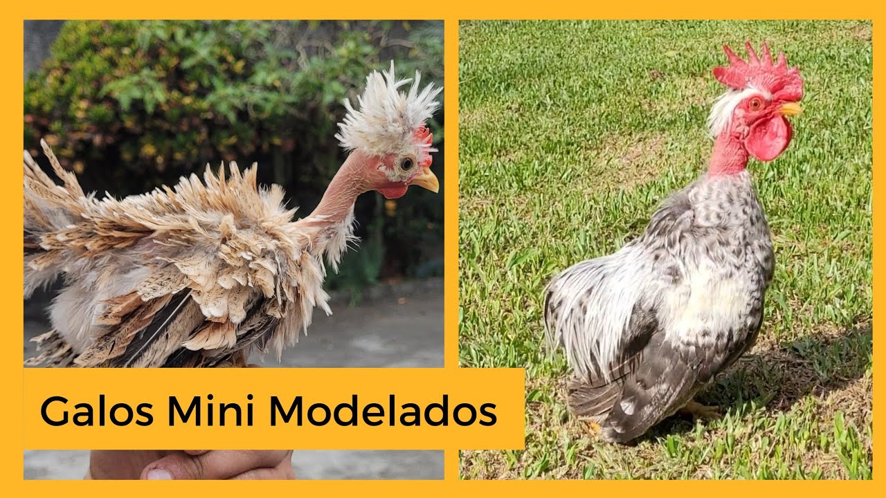 Galos MINI MODELADOS da Criação | Sítio 5 Irmãos - YouTube