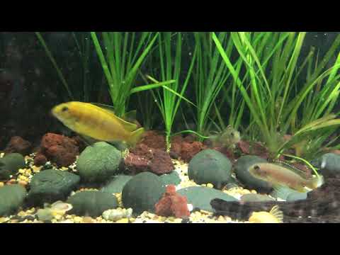 Gold Tropheops Chilumba - YouTube