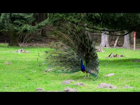 Hiç yakından böyle tavus kuşu görmüş müydünüz