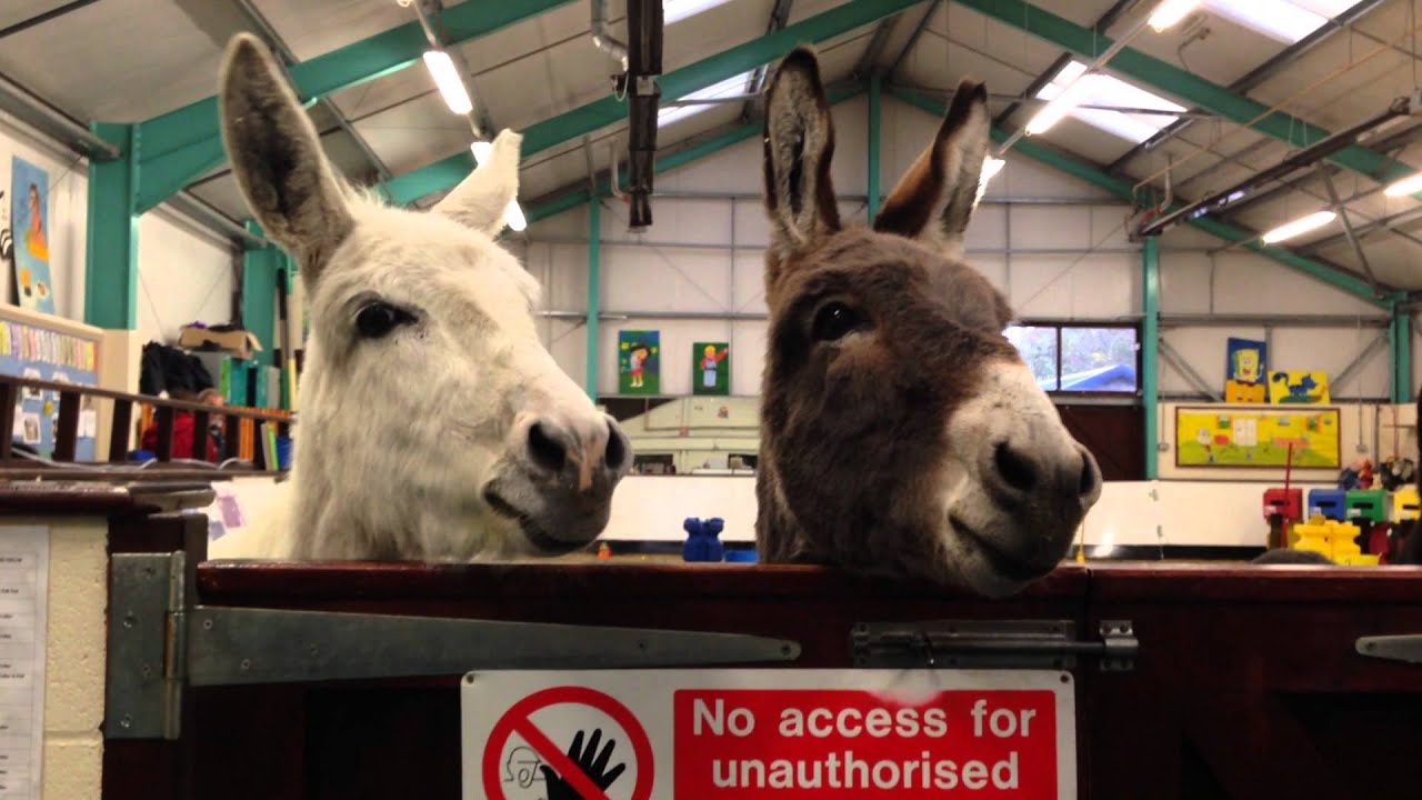 The Donkey Sanctuary - YouTube