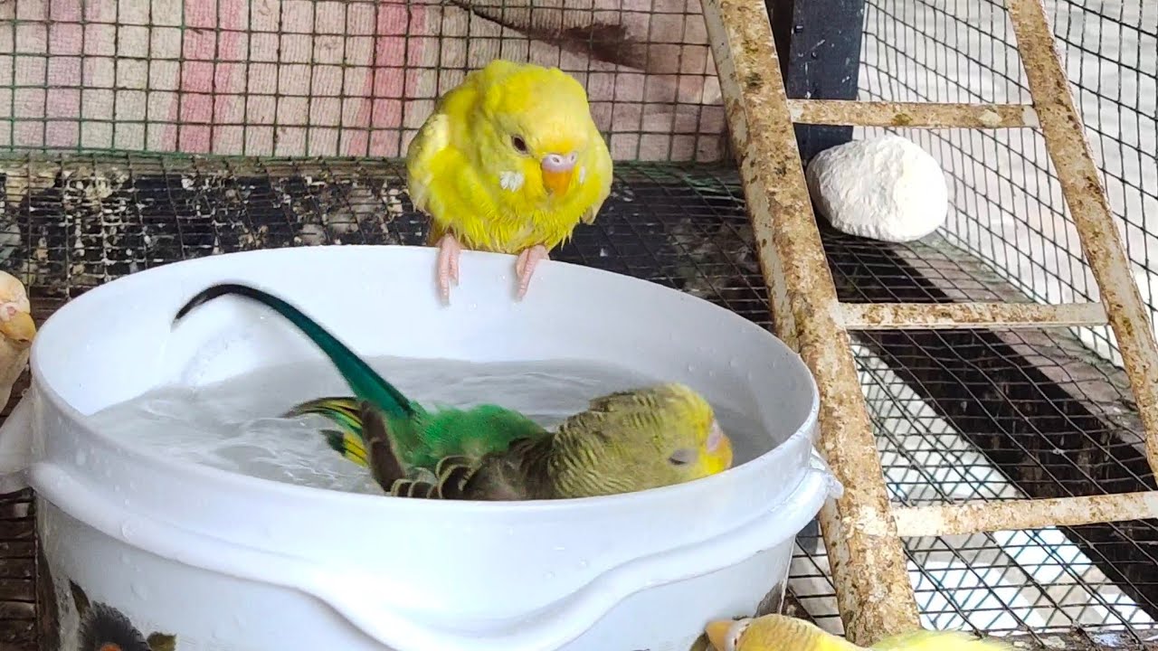 Budgies Bathing in Summer | Birds Bathing in Summer | budgies bathing ...