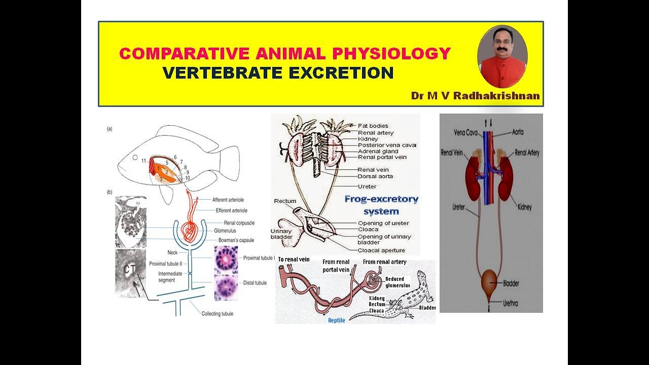 COMPARATIVE ANIMAL PHYSIOLOGY EXCRETION IN VERTEBRATES - YouTube