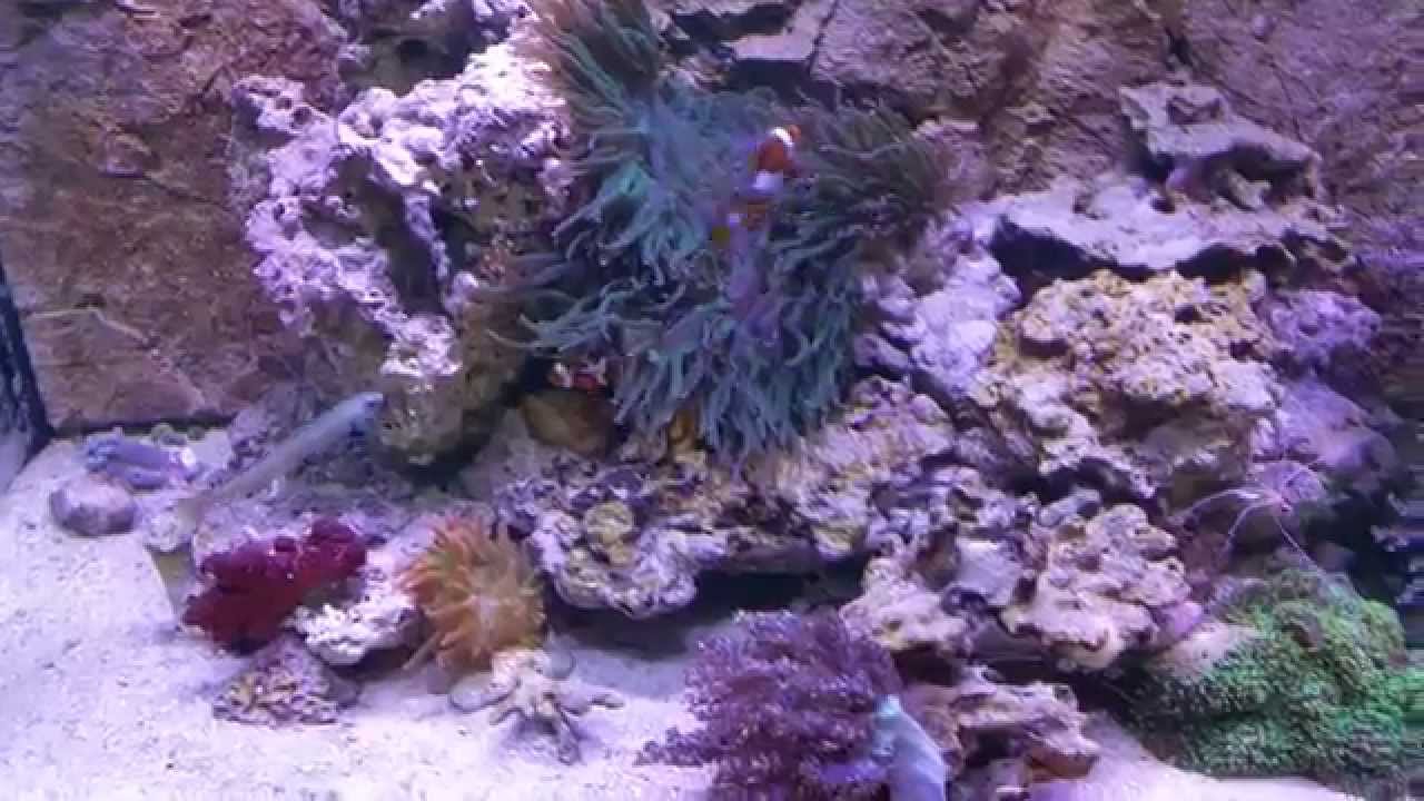 Juwel Rio 400 (450l) - YouTube