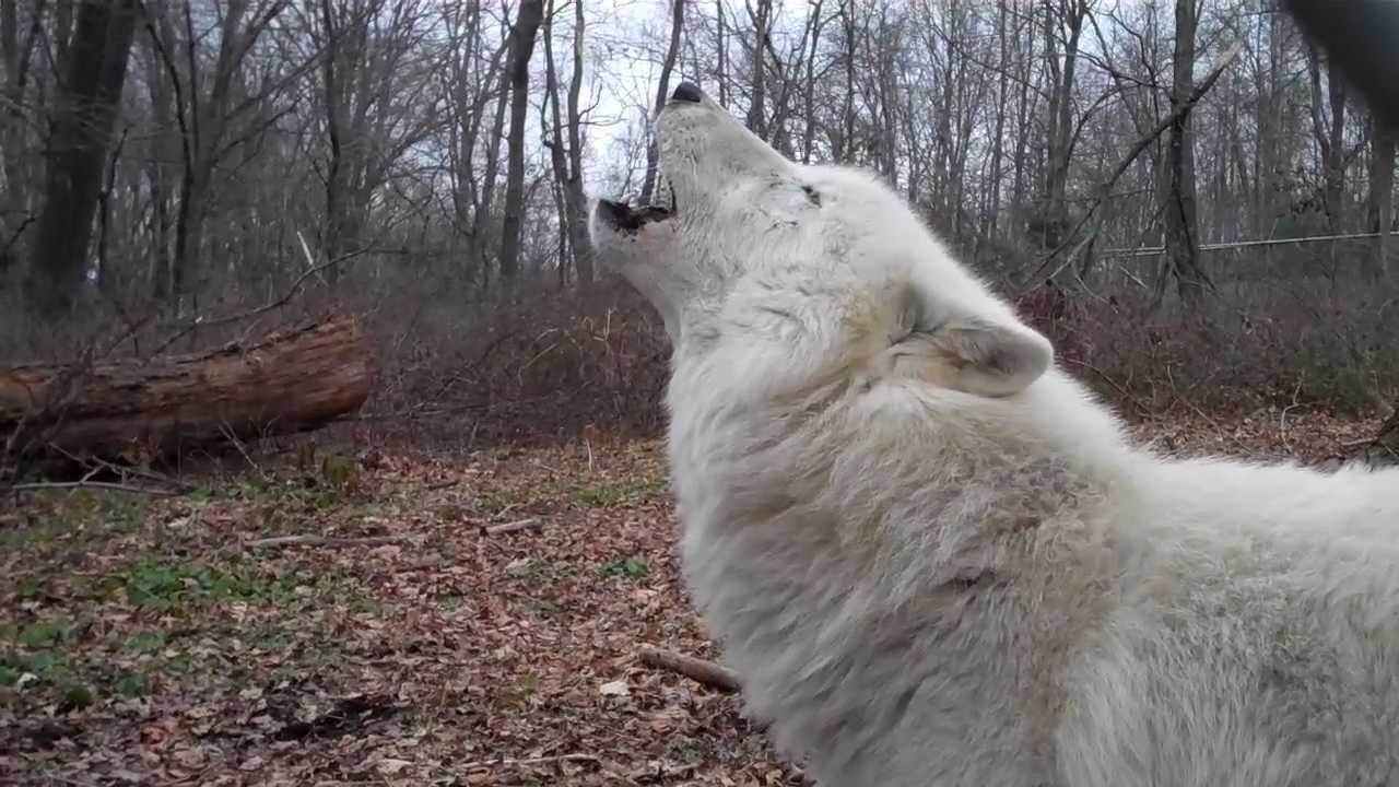 A Special New Year Message From Ambassador Wolf Atka - YouTube