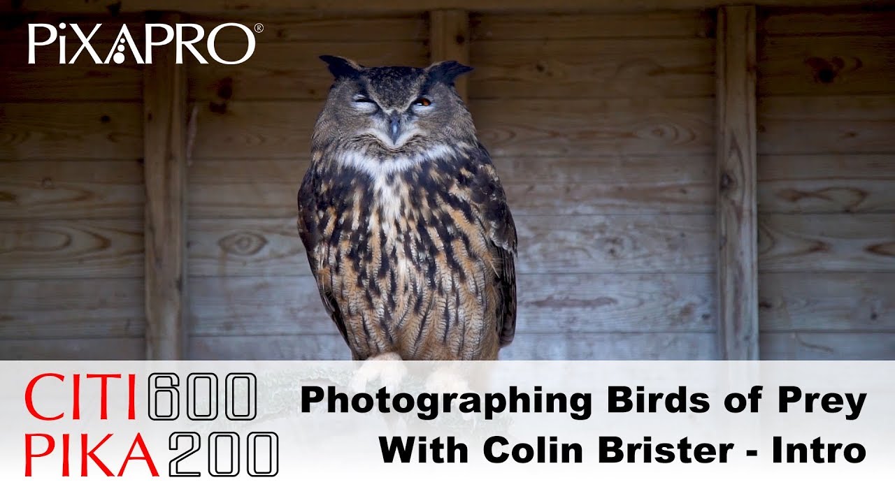 Photographing Birds of Prey - With Colin Brister - Introduction - YouTube