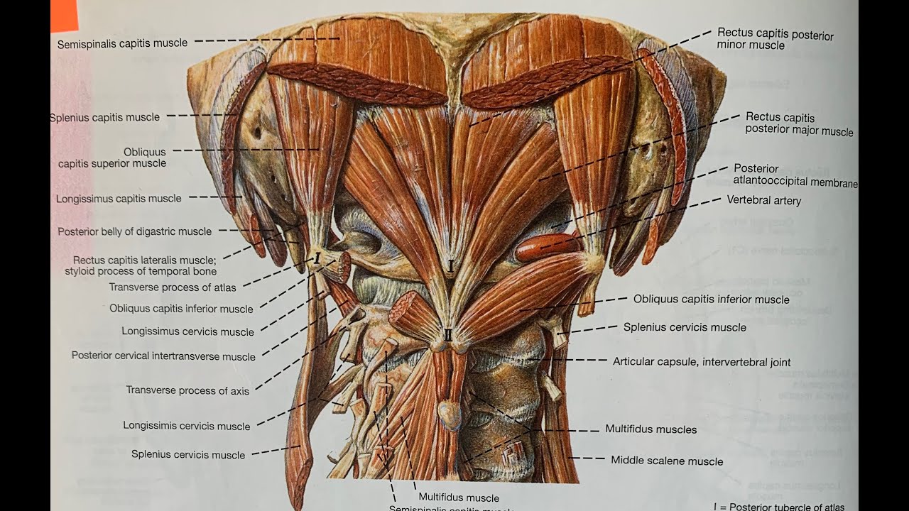 Movement Work for Neck and Base of Skull - YouTube