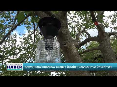 Kahverengi kokarca 'cezbet-öldür' tuzaklarıyla önleniyor