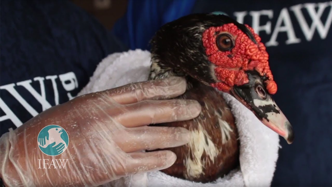 Lost duck is rescued in St. John after Hurricane Irma - YouTube