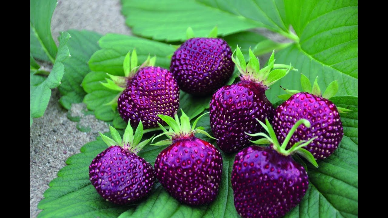 Amazing Violet Fruits | You should see one time - YouTube