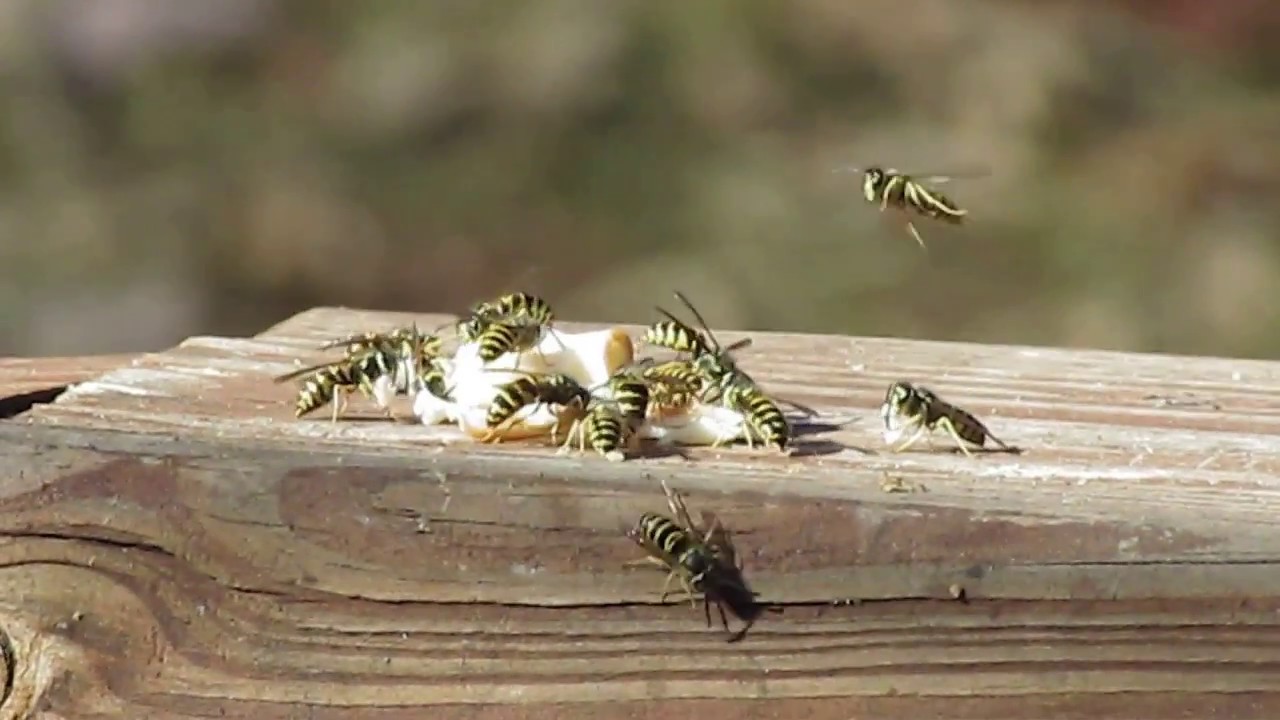 Yellow Jackets Eating Lunch Meat - YouTube