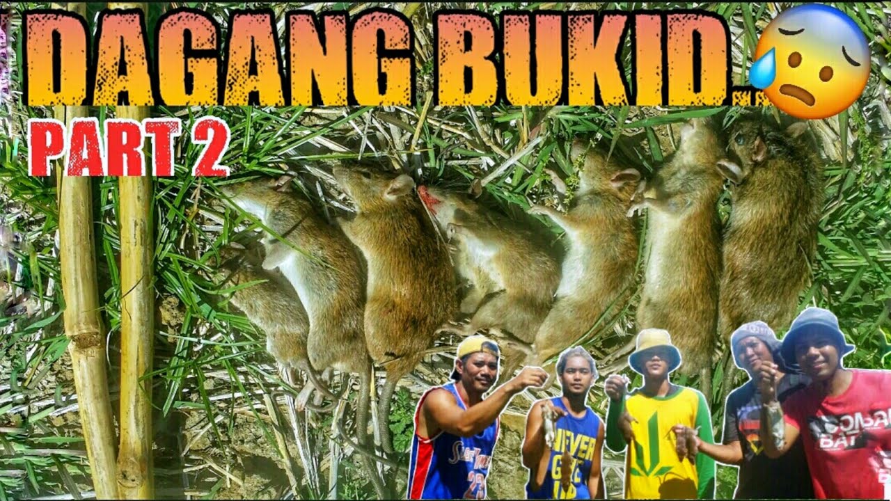 PART 2: ANG DAMI NAMIN NAHULING DAGANG BUKID | RAT HUNTING 🐀 - YouTube