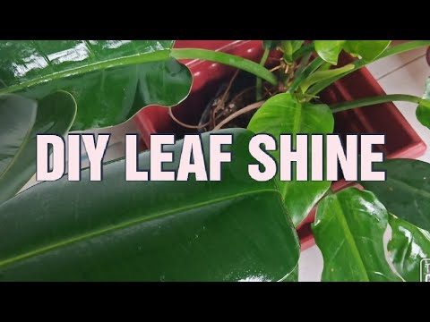 DIY LEAF SHINE | HOW TO MAKE YOUR PLANT LEAVES SHINY - YouTube