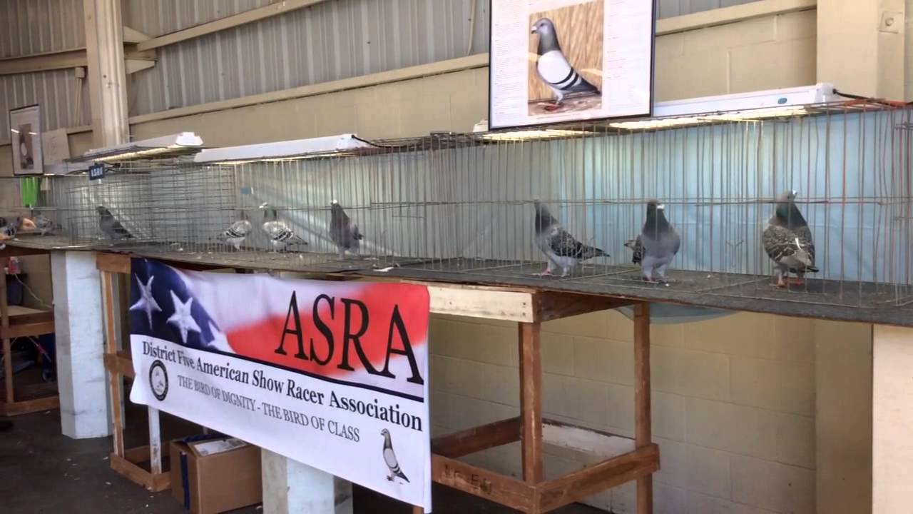 American Show Racer Great Western Pigeon Show Videos by Cam - YouTube