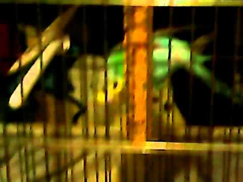 Havada yemegini yiyen bebek kus