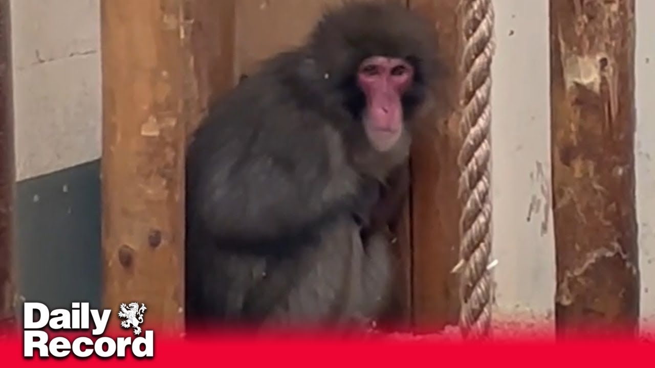 Escaped monkey Honshu back at Highland Wildlife Park after five days on the run - YouTube
