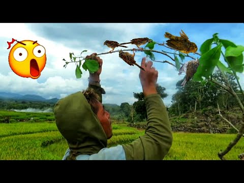 TERKINI 99,9% Cara Mengurangi Hama Tanaman Padi Apd Petani - YouTube