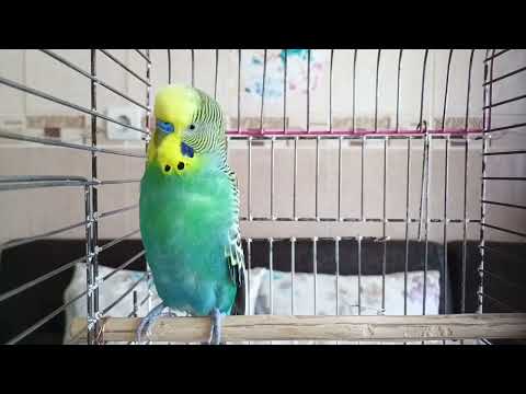 Kesin Konuşacak | 30 Dakikalık Muhabbet kuşu Konuşturma Eğitimi