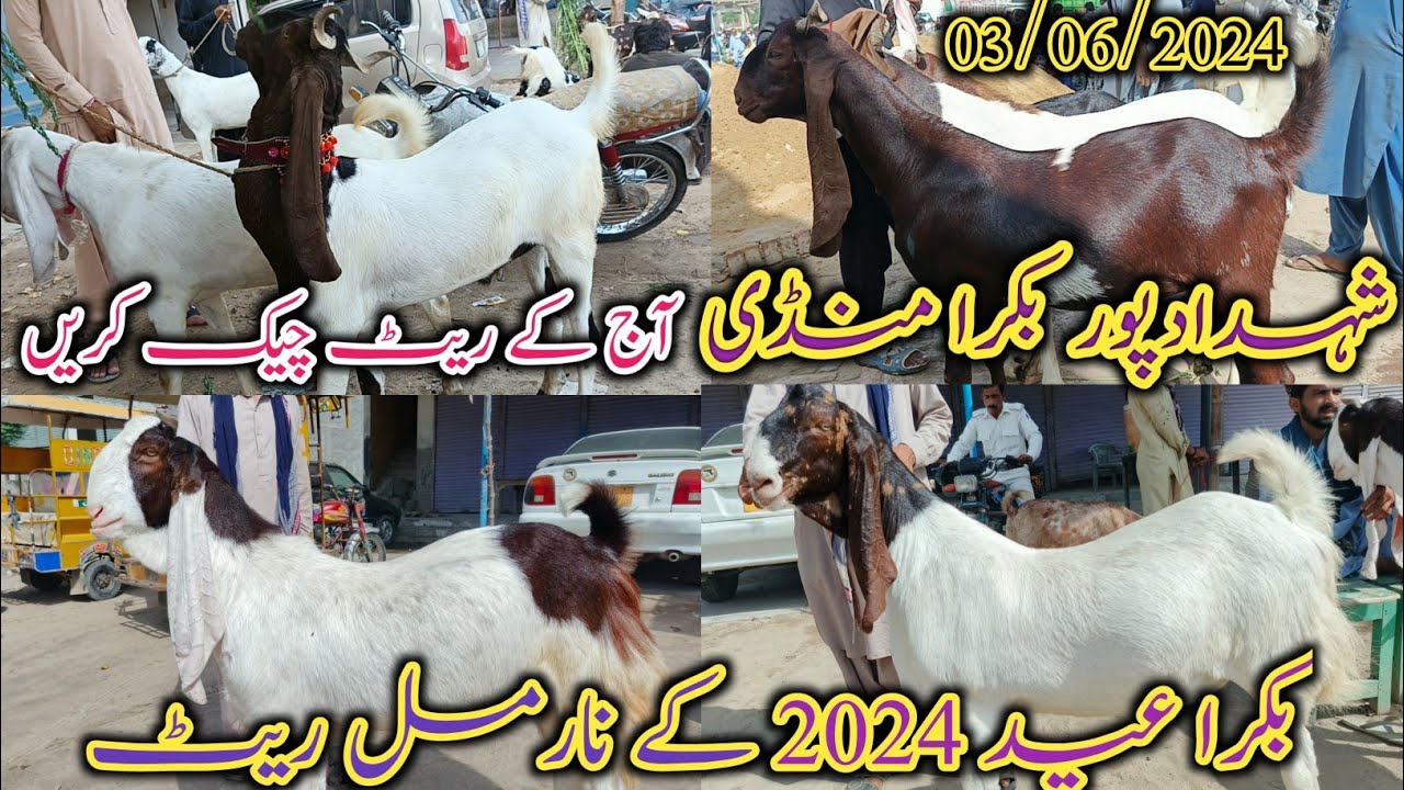 Shahdadpur Bakra Mandi | Bakra Eid 2024 | Latest update today | Mandi ...