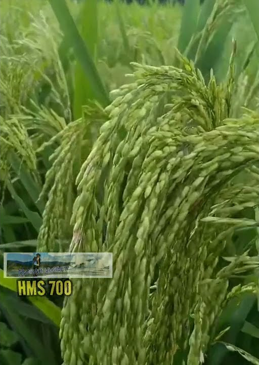 Padi HMS 700 #hms700 - YouTube