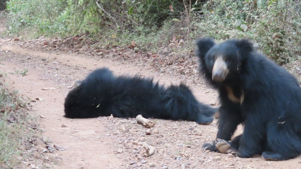 Excellent sighting of Sloth bears on zone 2 yesterday evening safari ...