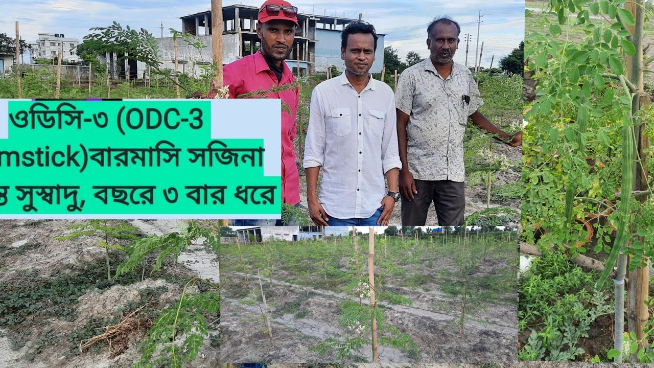 ওডিসি-৩ (ODC-3 drumstick)বারমাসি সজিনা এখন বাংলাদেশে। গাছে সারা বছর ...