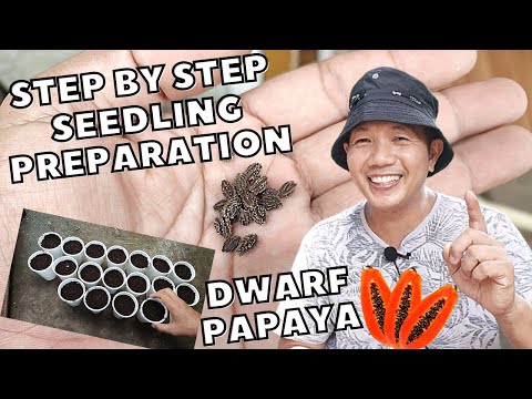 RED ROYALE F1 PAPAYA SEEDS AND SEEDLING PREPARATION | STEP BY STEP ...