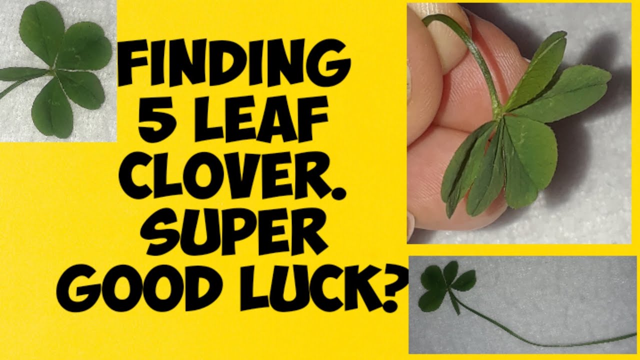 FINDING 5 LEAF CLOVER. SUPER GOOD LUCK? - YouTube