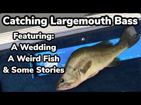 Catching Every Fish Species in Illinois | Largemouth Bass - YouTube