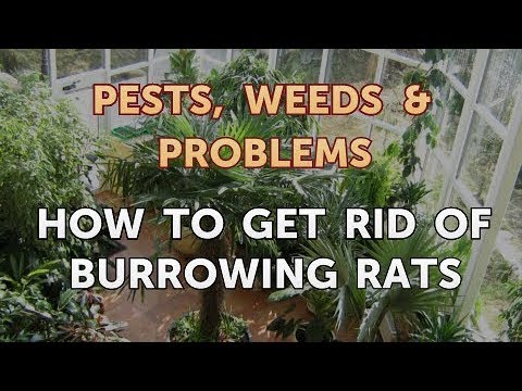 How to Get Rid of Burrowing Rats - YouTube