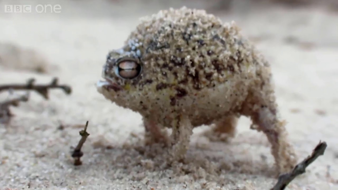 Reeee Angry Frog - YouTube