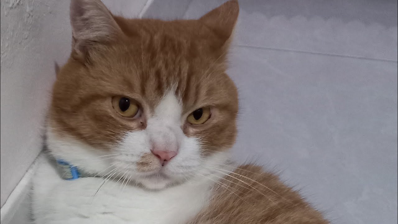 Bao Bao and Ndut is live!Bao Bao and Ndut Waktunya Live Guys - YouTube