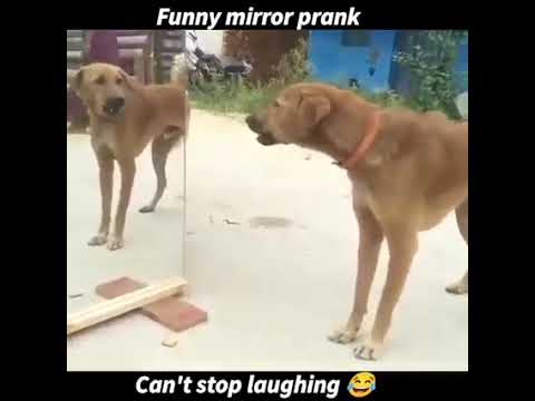 prank anjing dengan kaca bayangan