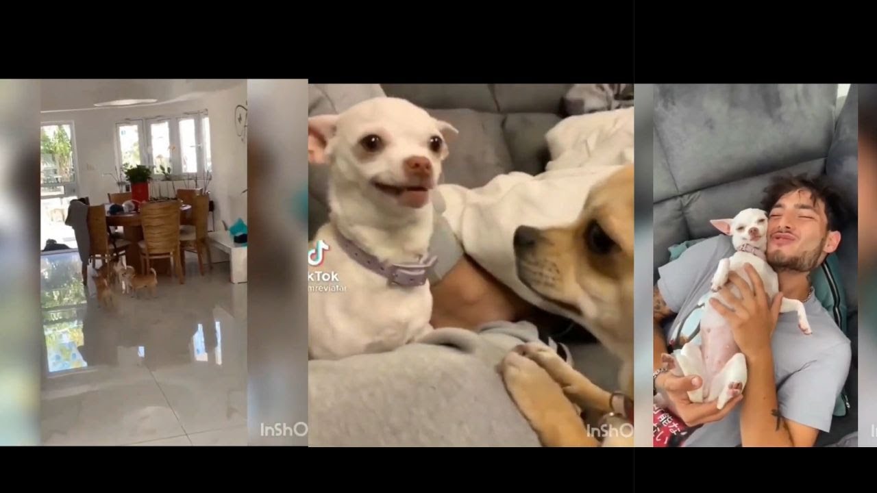 BIRTHDAY SPECIAL mreviatar tiktok/NIKKI OZERI/MREVIATAR.#nikiozeri # ...