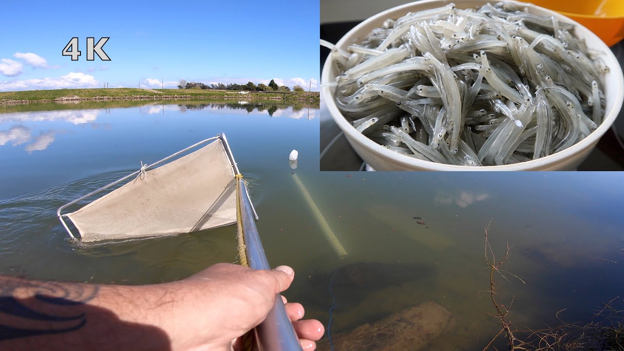 Whitebaiting - Catching Shoals in Muddy Water Before Rain Hits 4K - YouTube