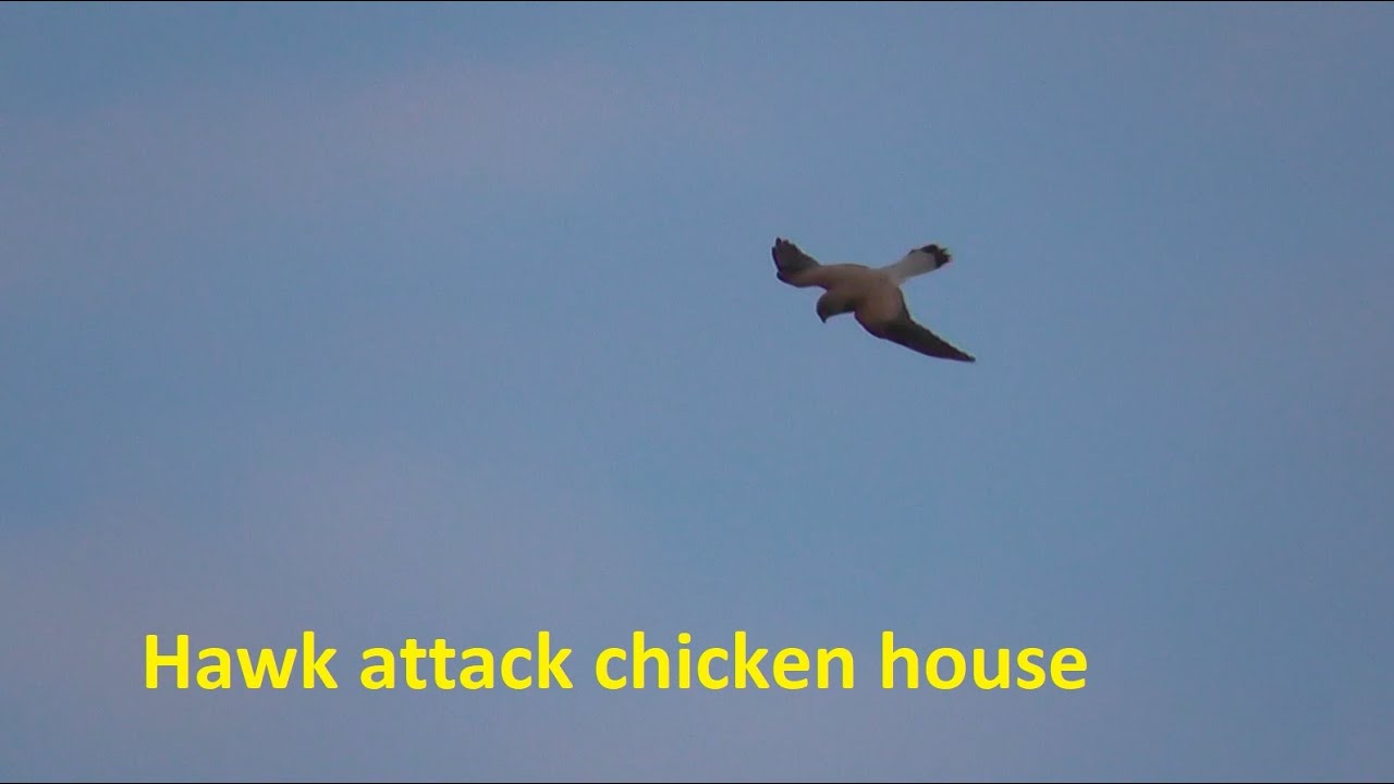 Hawk attack chicken coop twice - YouTube