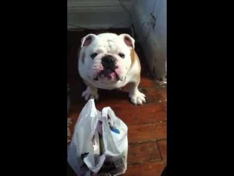 Gus Bulldog Crying Like a Baby...again - YouTube