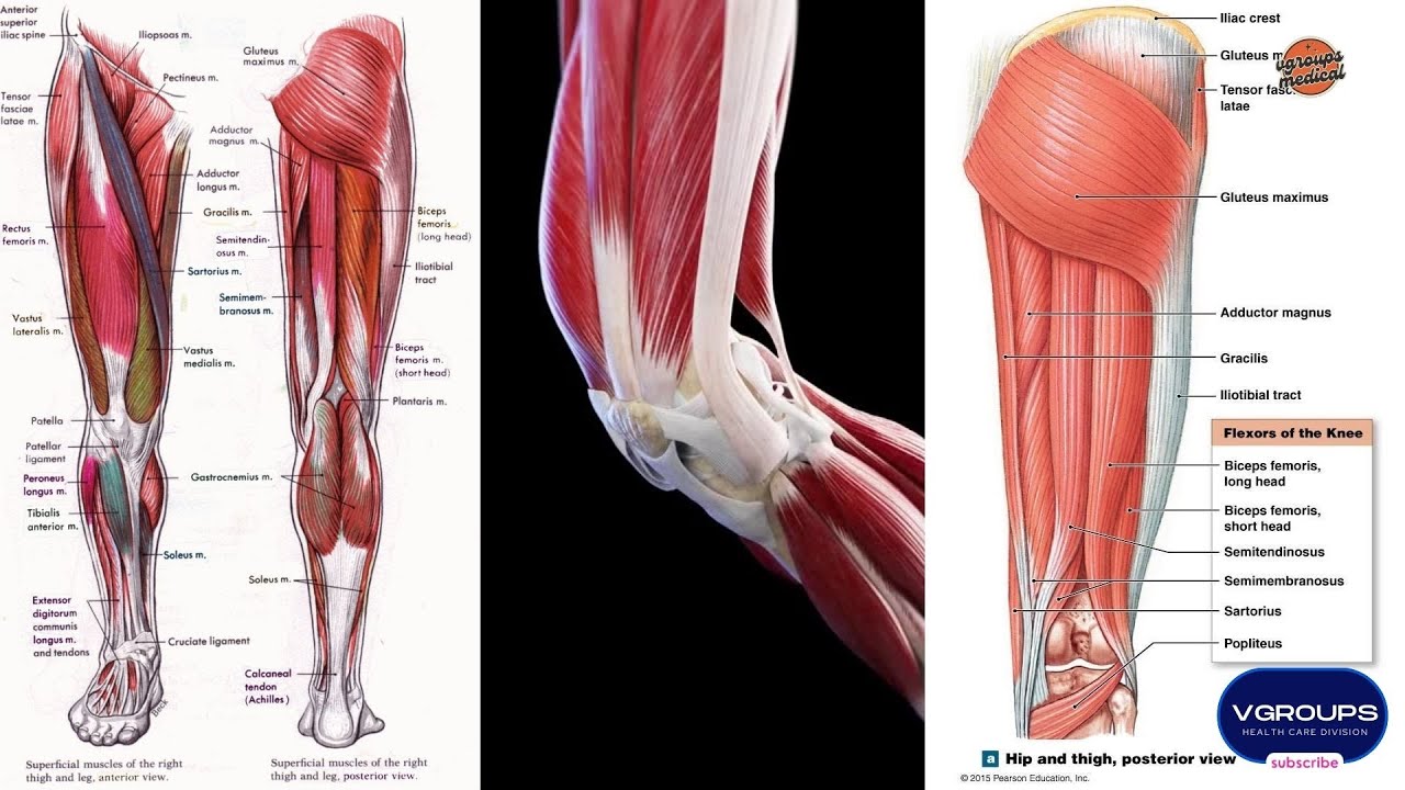 Understanding Muscles: The Engine Behind Your Body's Movement - YouTube