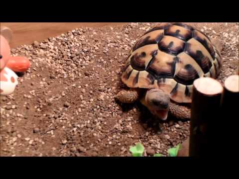 Hermann Tortoise Table - YouTube