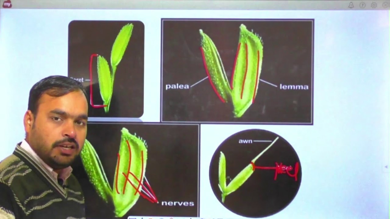 GPB -211 Exercise no 2 Study of floral structure of self pollinated ...