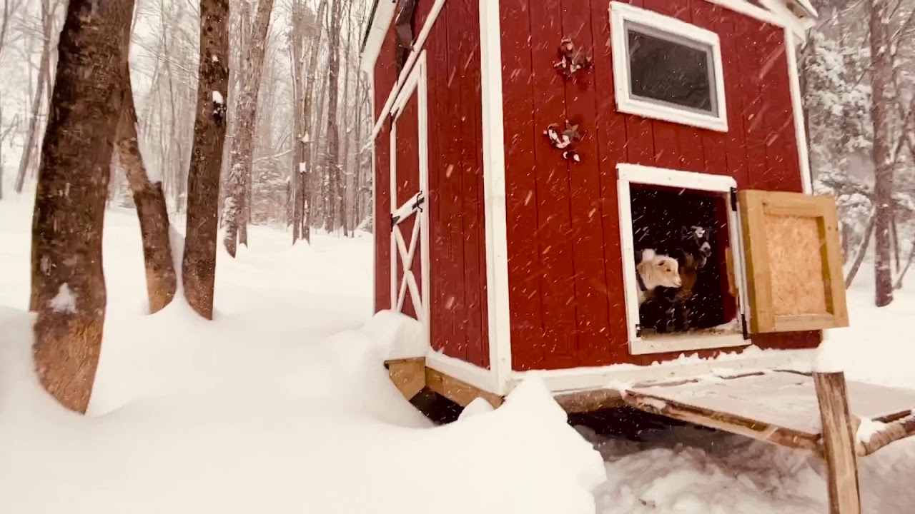 The Goats First Blizzard - YouTube