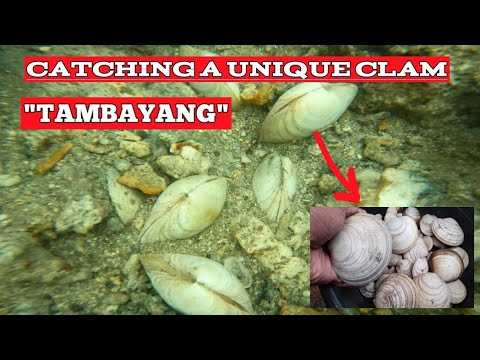 vlog eps27|catching clams|panguguha ng kabibe|tambayang o tambajang ...