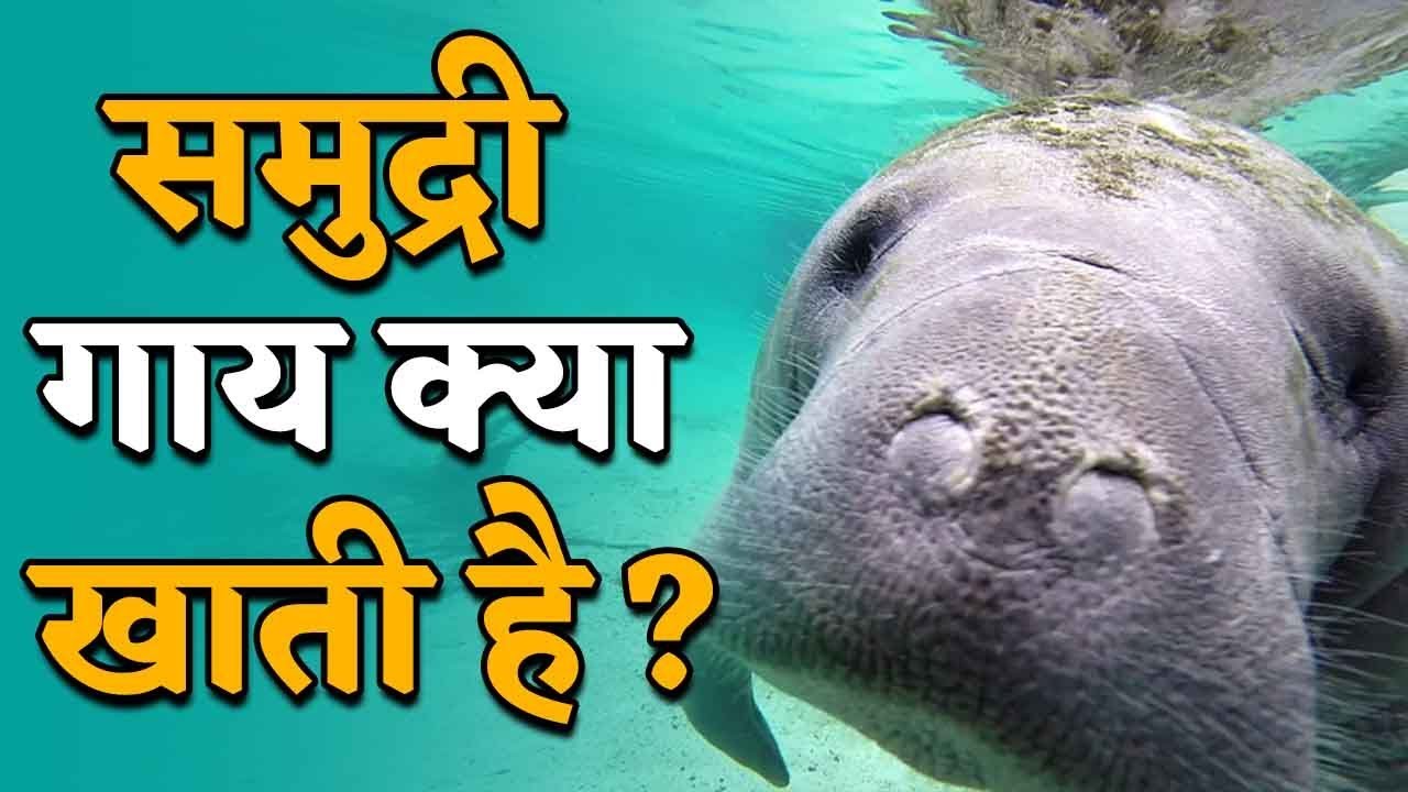 क्या आप जानते है कि Sea Cow खाती क्या है, देखिए हैरतअंगेज कहानी - YouTube