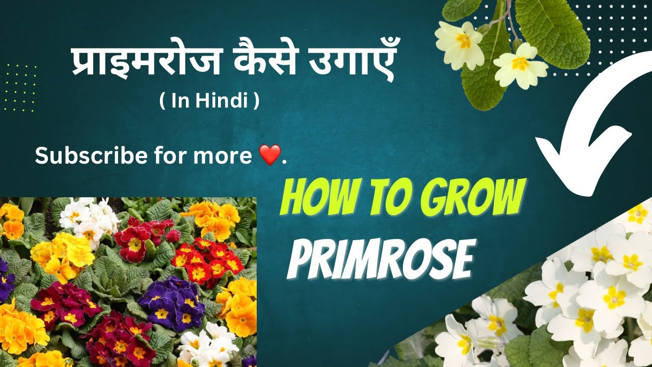 How to grow Primrose/Primula | Tips to grow Primrose | Winter season ...